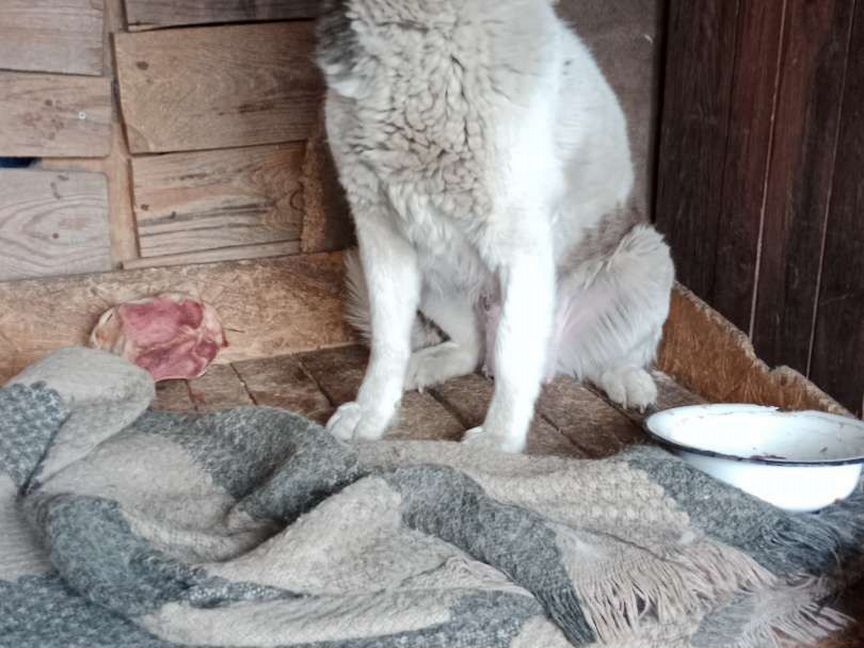 Помски мини хаски