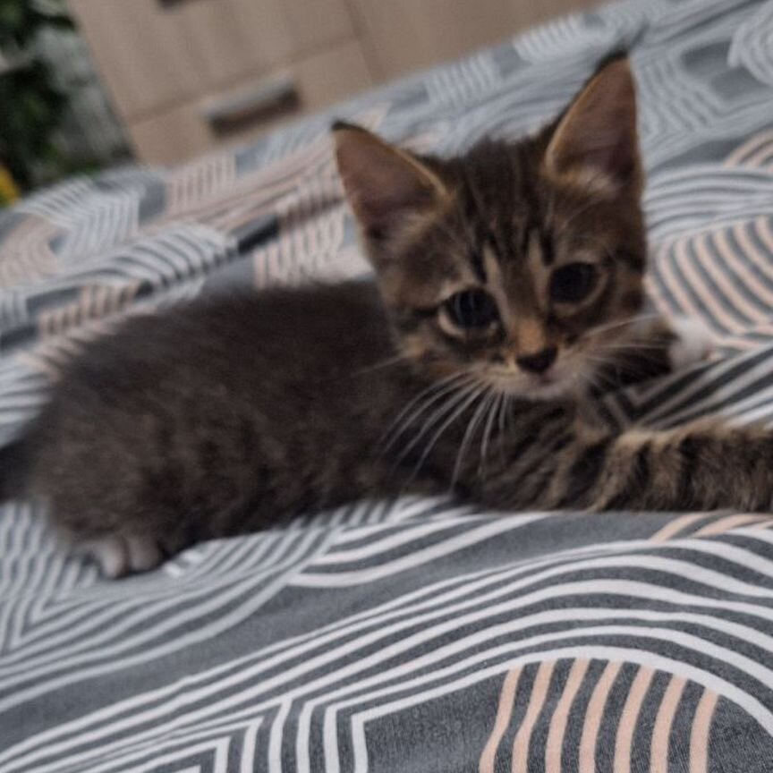 Котёнок в добрые руки