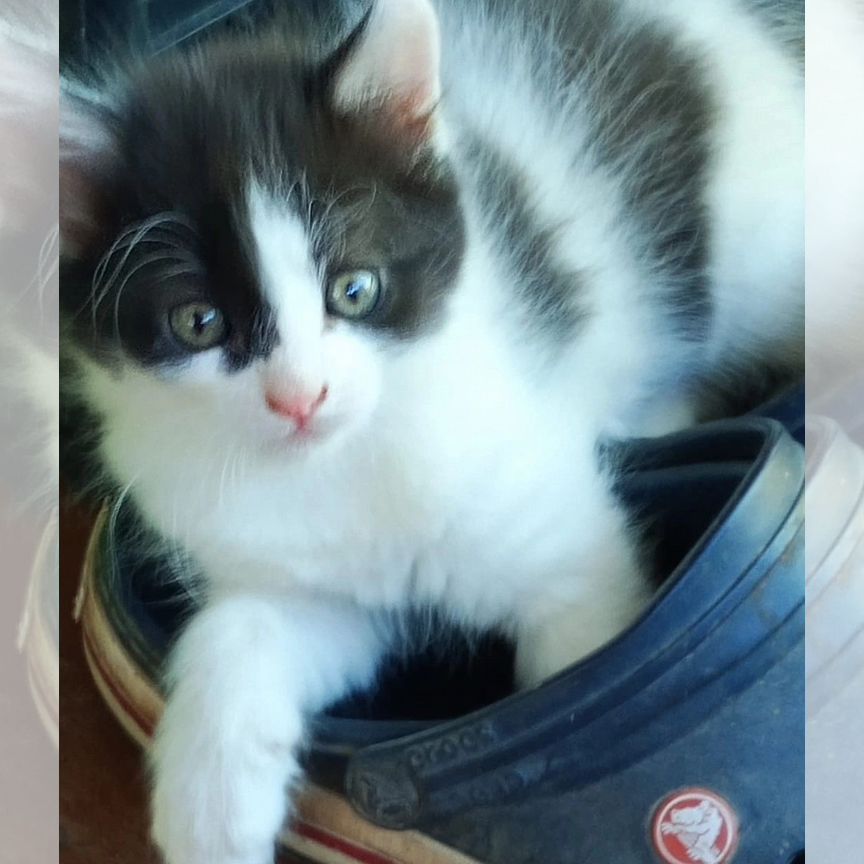 Котёнок мальчик 2 - месяца в добрые руки