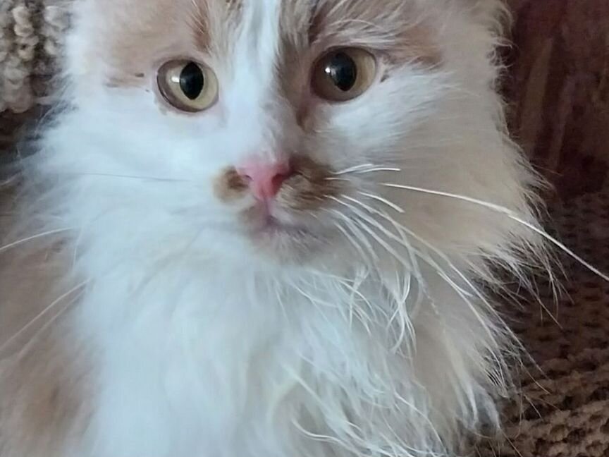 Рыжий котик