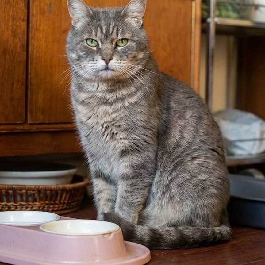 Взрослый кот в добрые руки