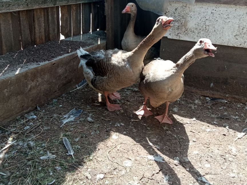 Большой серый гусь, семья