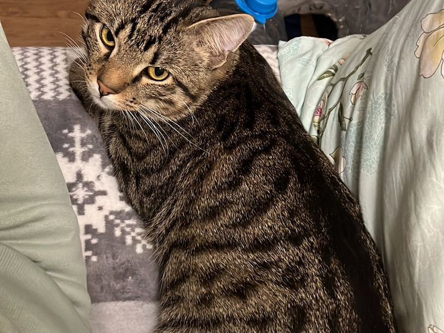 Кот