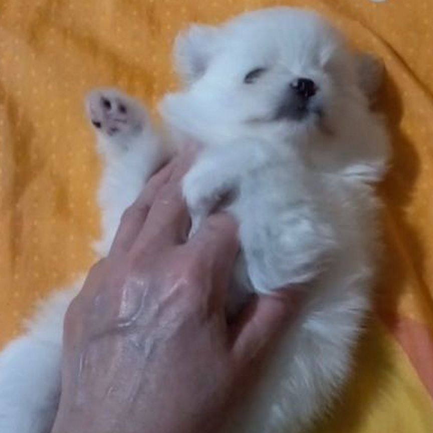 Немецкий шпиц, щенок