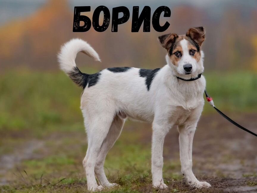 Возьмите собаку из приюта