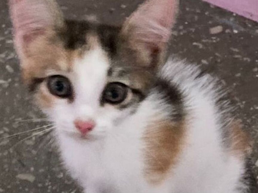 Котенок трехшерстная кошечка