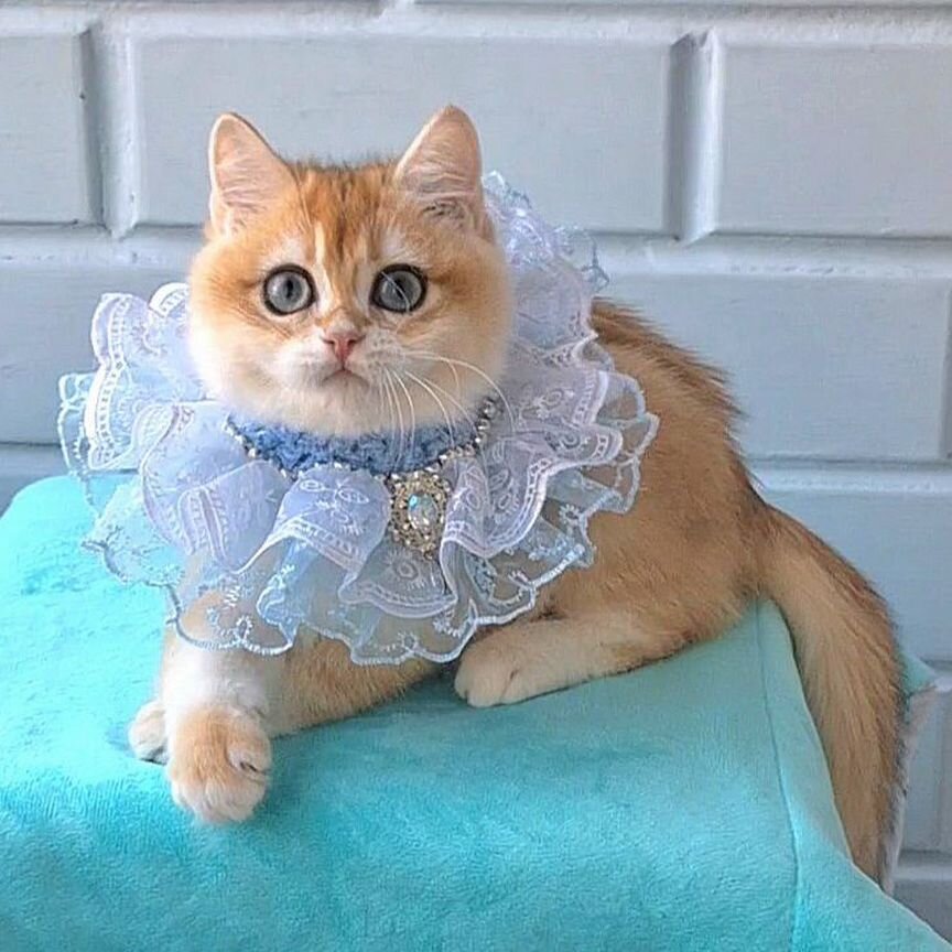 Котик золотая шиншилла