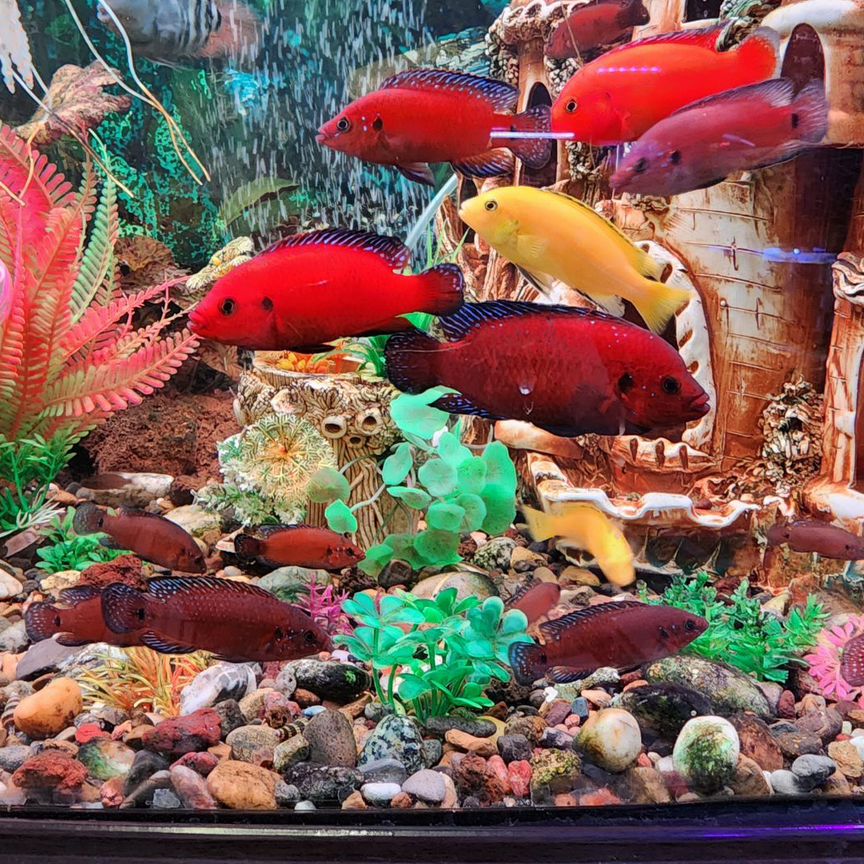 Рыбки для аквариума