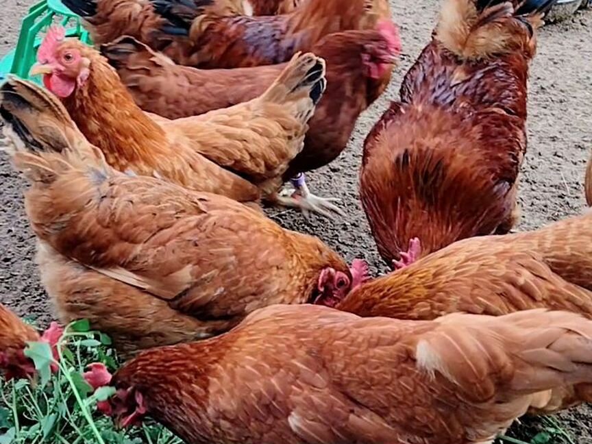 Куры мини-яичные