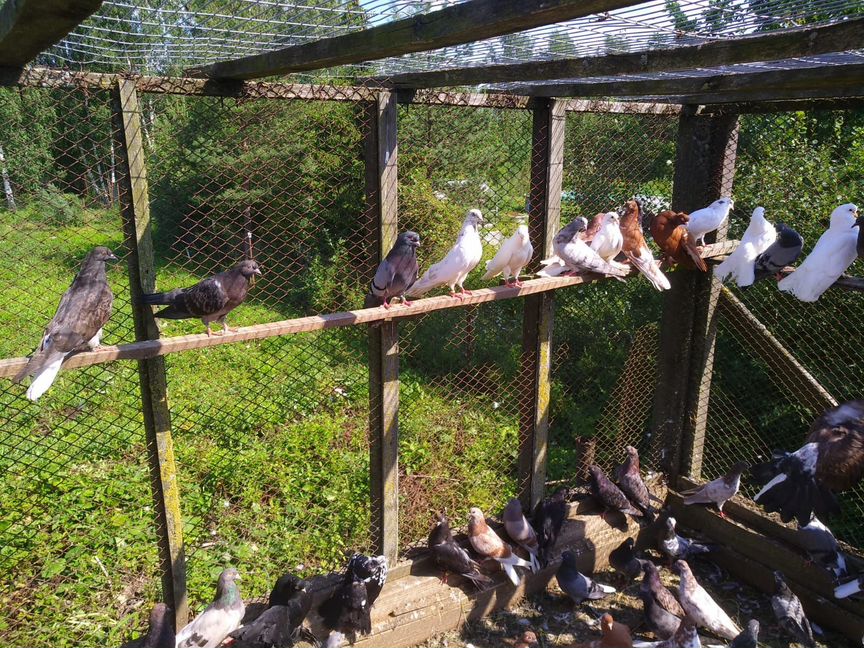 Николаевские, Кировоградские и Алексеевские голуби