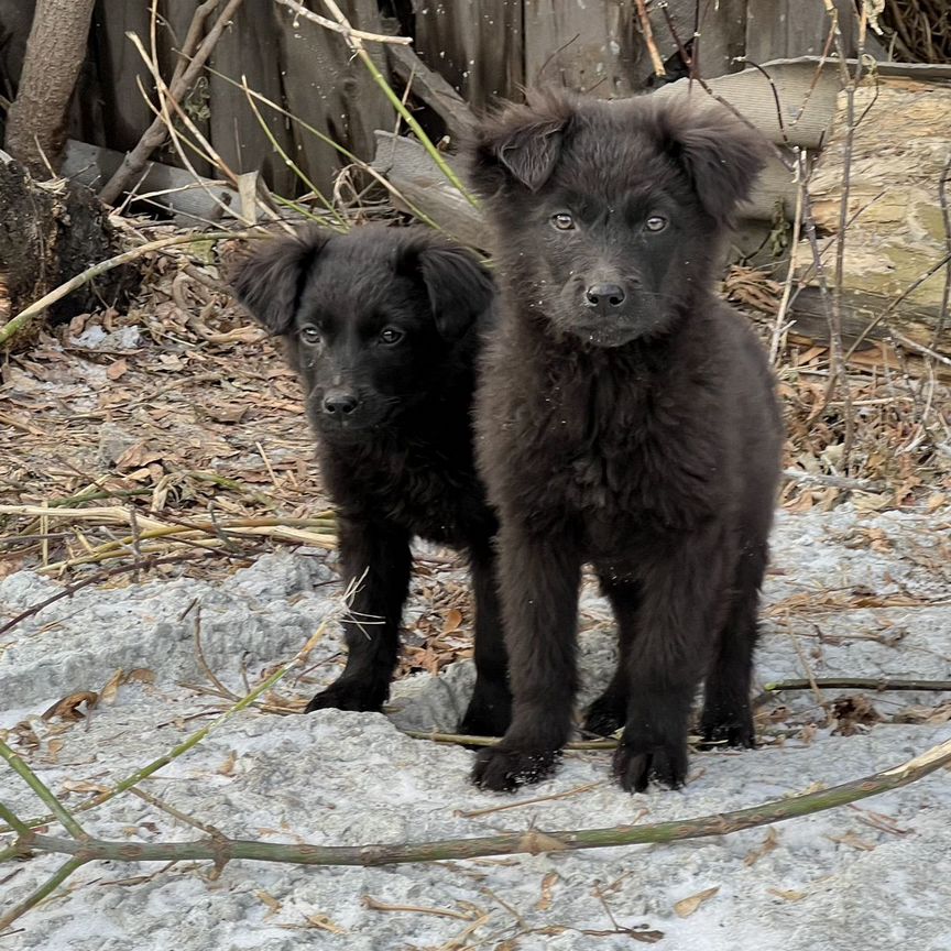 Щенки их выкинули на улицу
