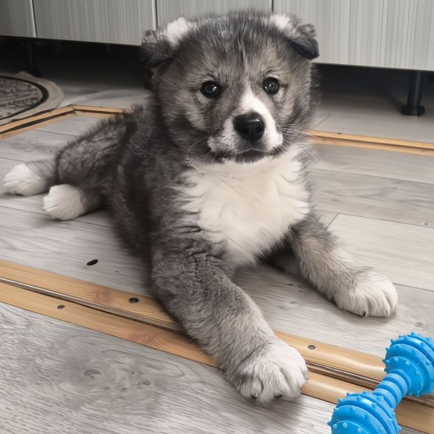 Тибетский мастиф, щенок