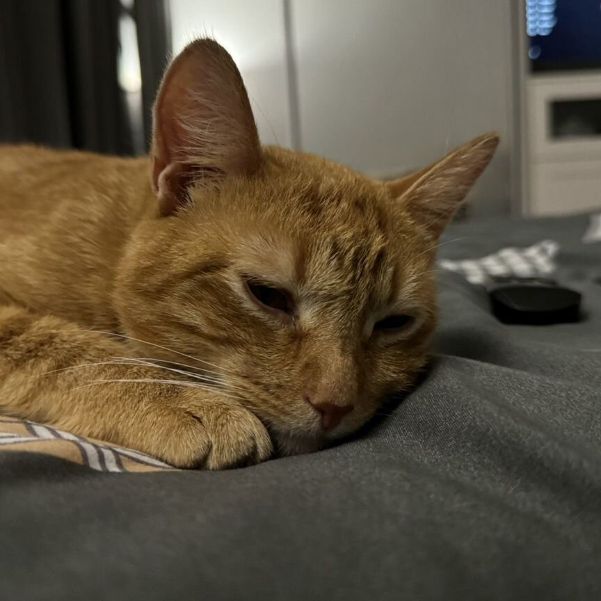 Рыжий котик