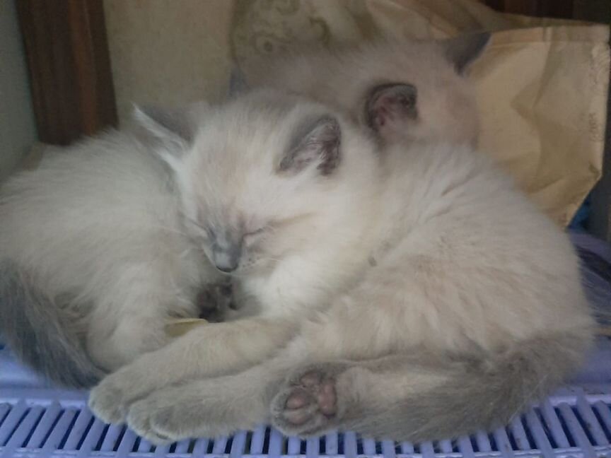 Тайские котята