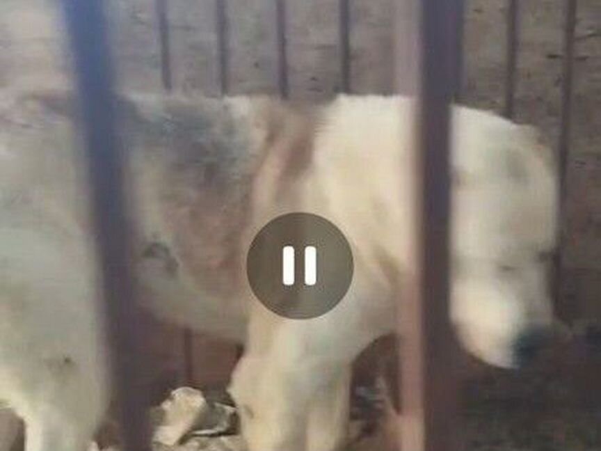 Алабай в добрые руки