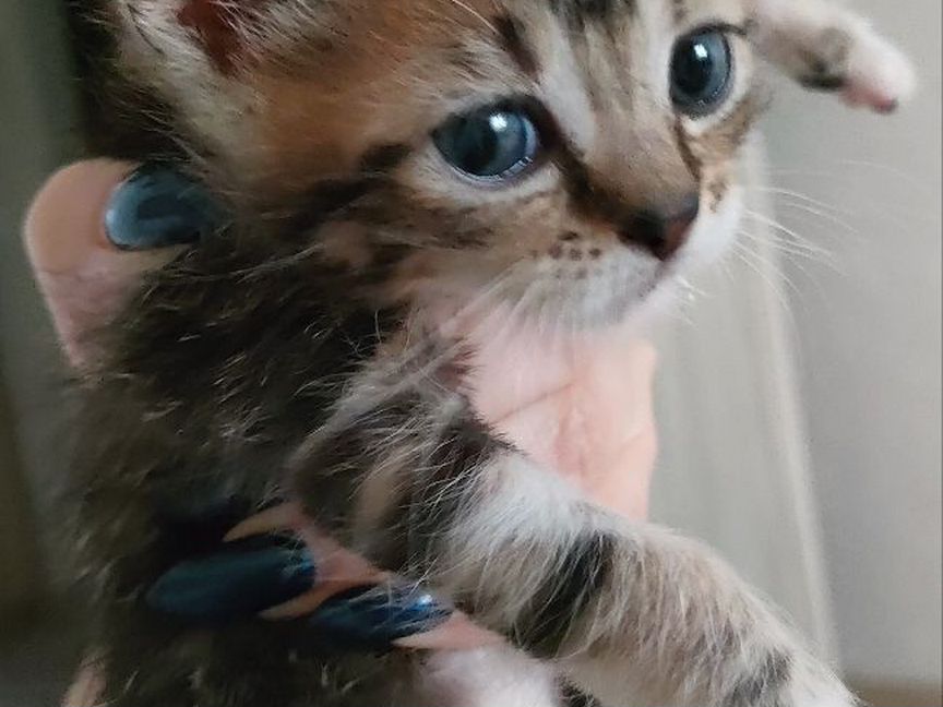 Котенок в добрые руки