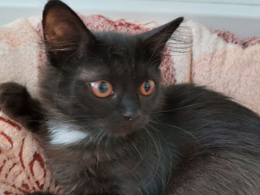 Пушистая принцесса Герда