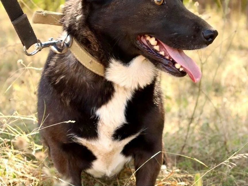 Жужа в добрые ручки