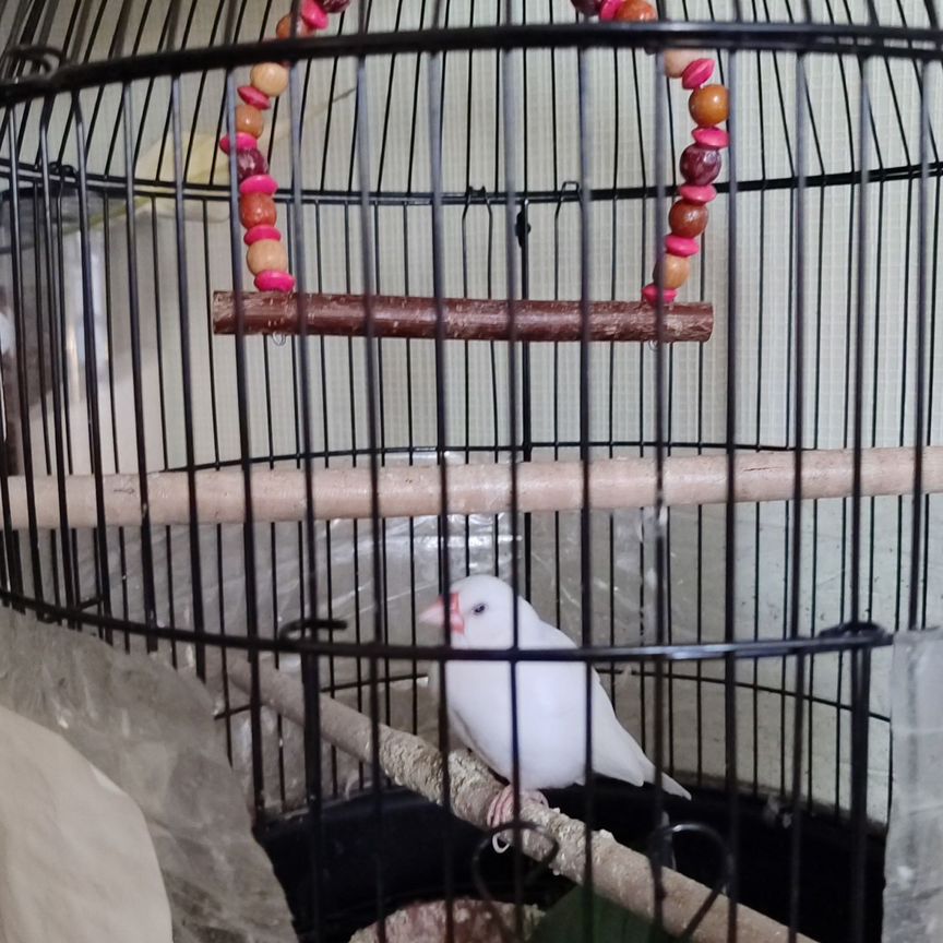 Рисовые амадины