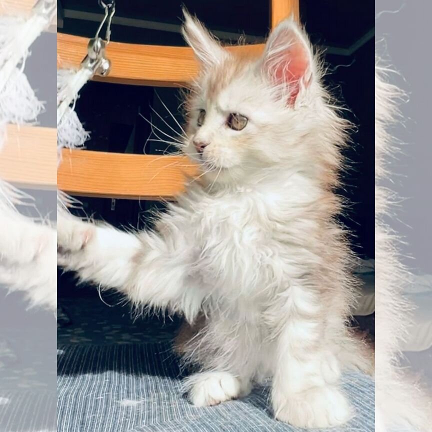 Котята мейн-кун