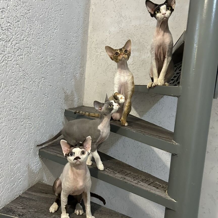 Ваш котенок девон-рекс