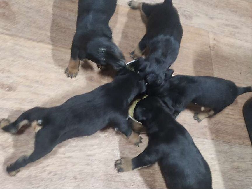 Щенки ягдтерьера