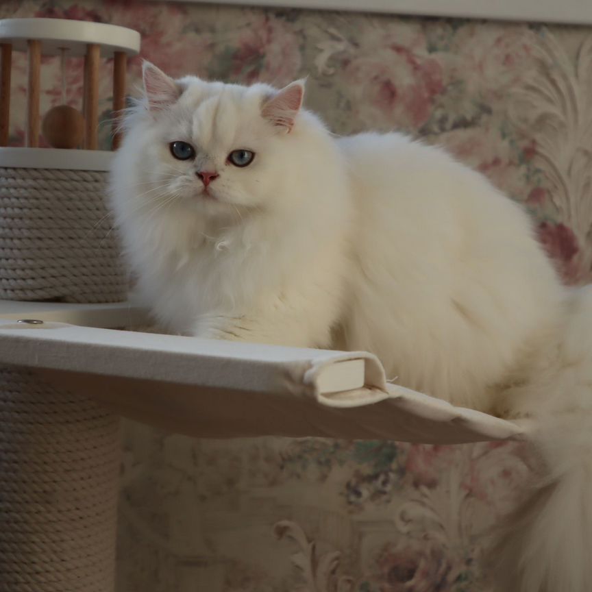 Британские котята серебристая шиншилла поинт