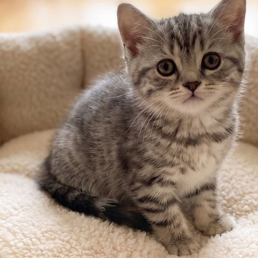 Шотландский прямоухий короткошёрстный котёнок