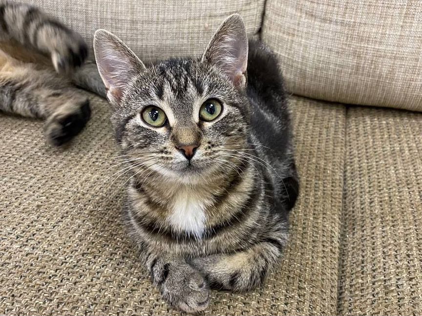 Котенок ждет маму и папу