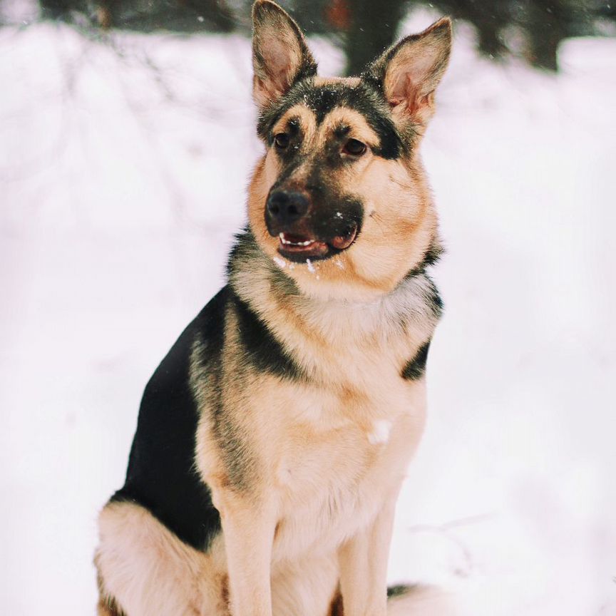 Собака ищет дом