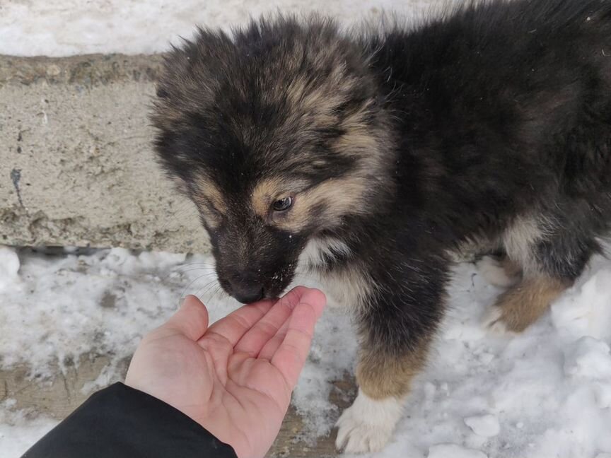 Щенок