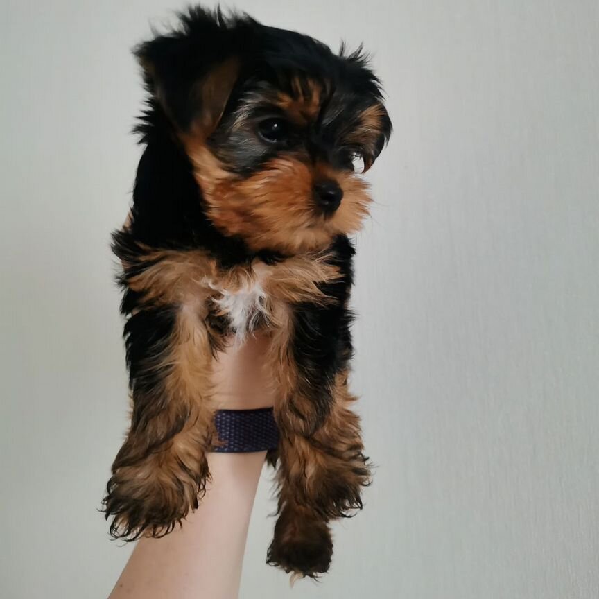 Йорк. терьер мини/стандарт щенки