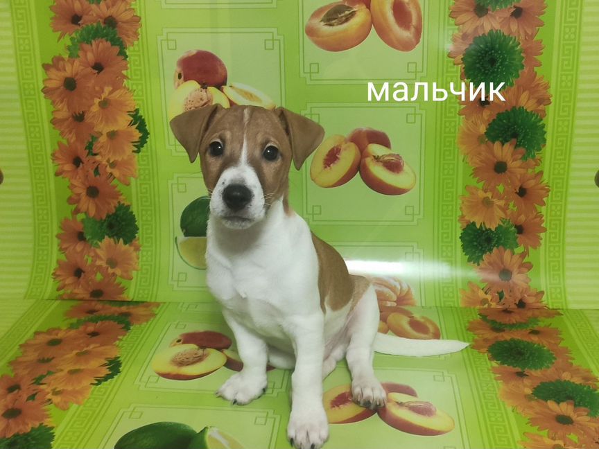 Щенки джек рассел терьер,родословная,клеймо