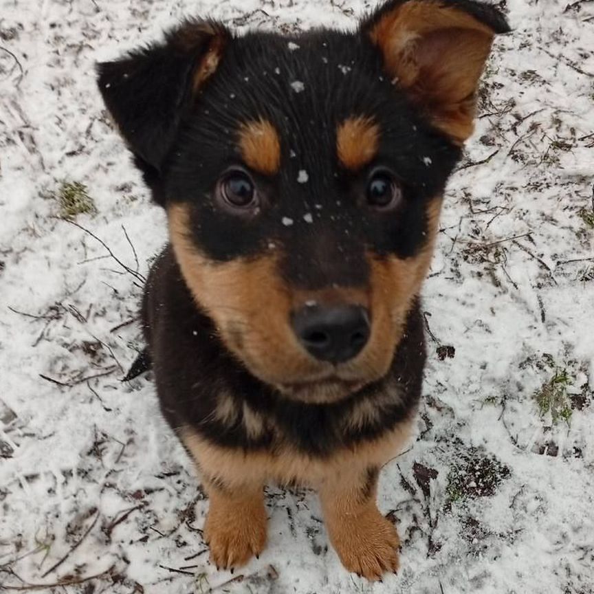 Щенок в добрые руки