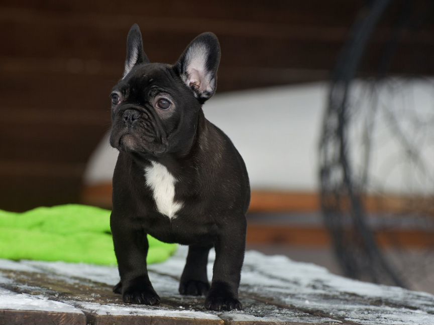 Веселые брюнетки