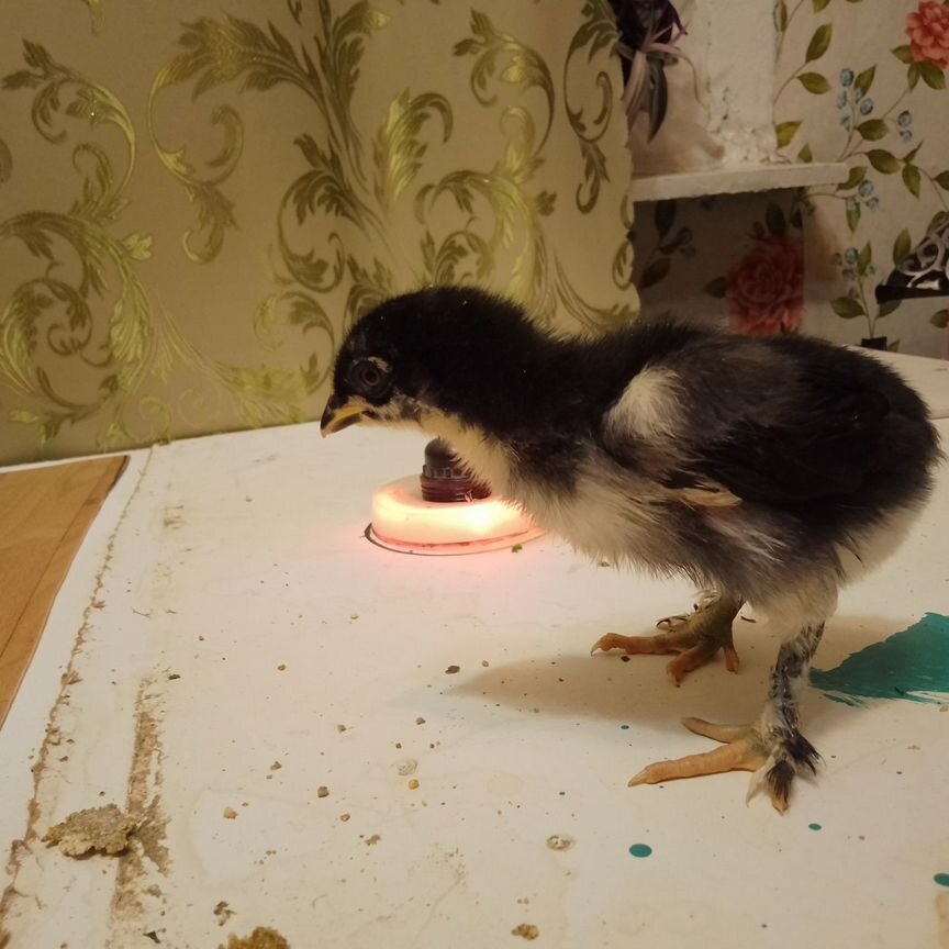 Цыплята породы маран