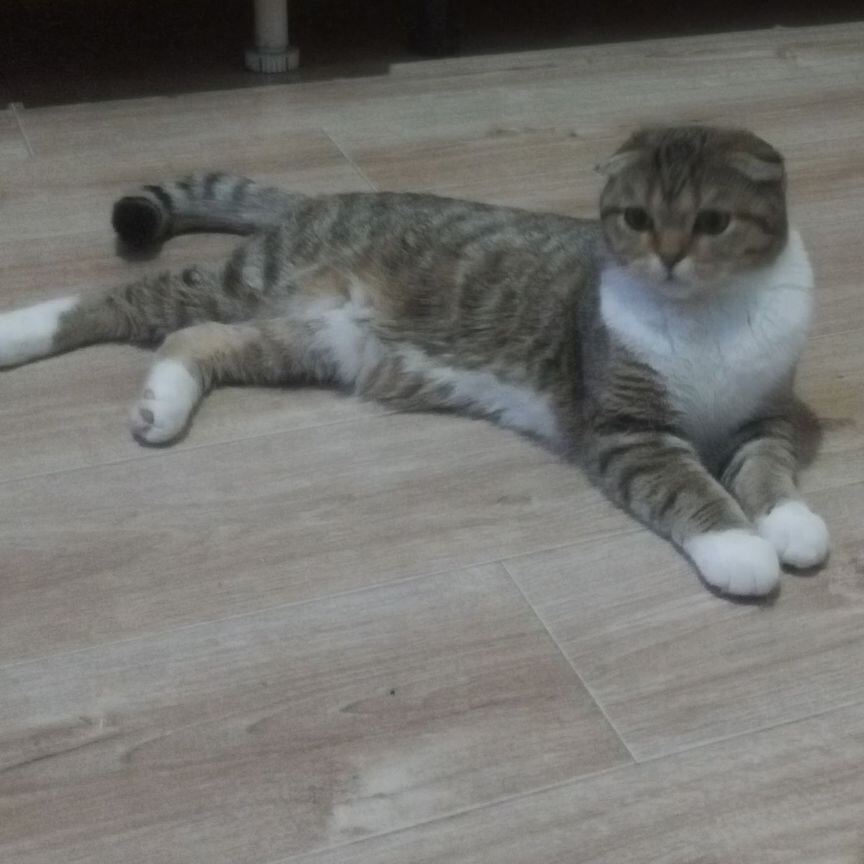 Шотландская вислоухая