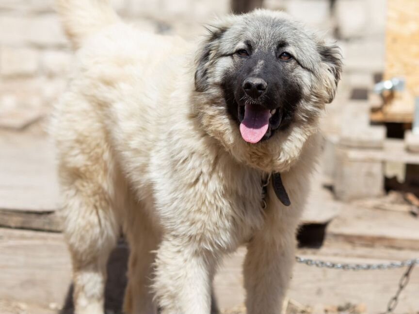 Кавказская овчарка