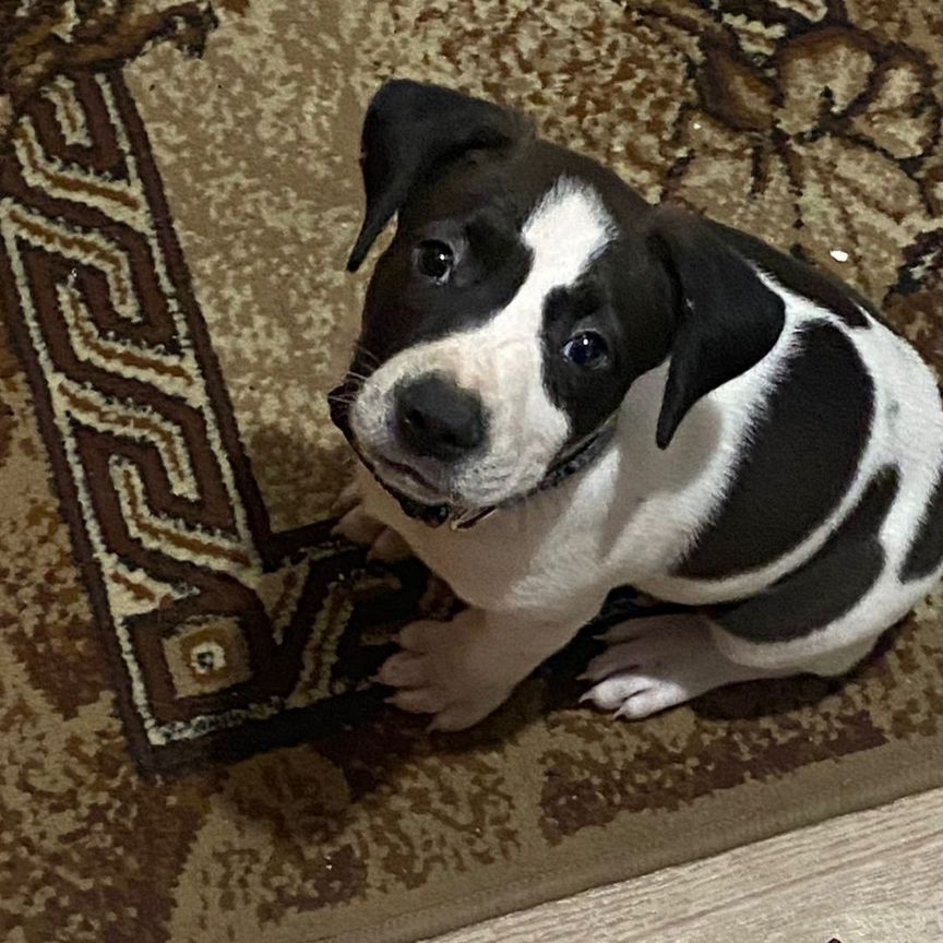 Щенок амстафа