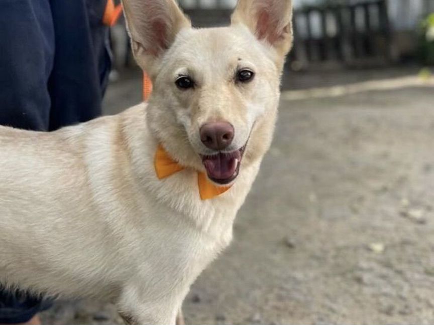 Добрая собачка Луша в добрые руки