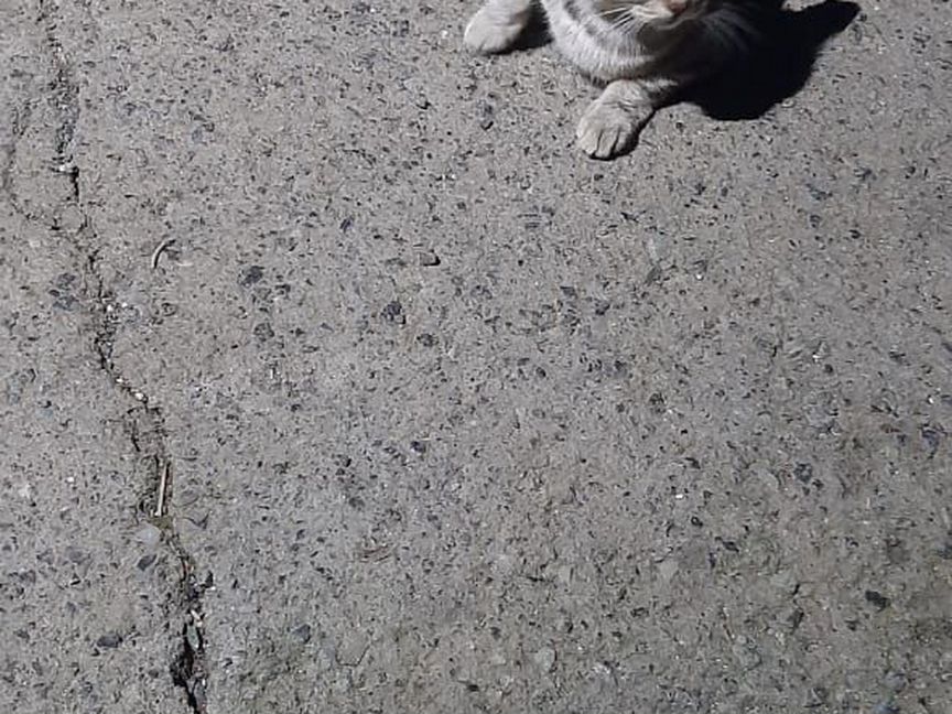 Кошка в дар