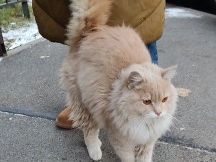 Нашли кота