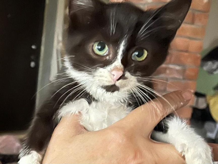Котята