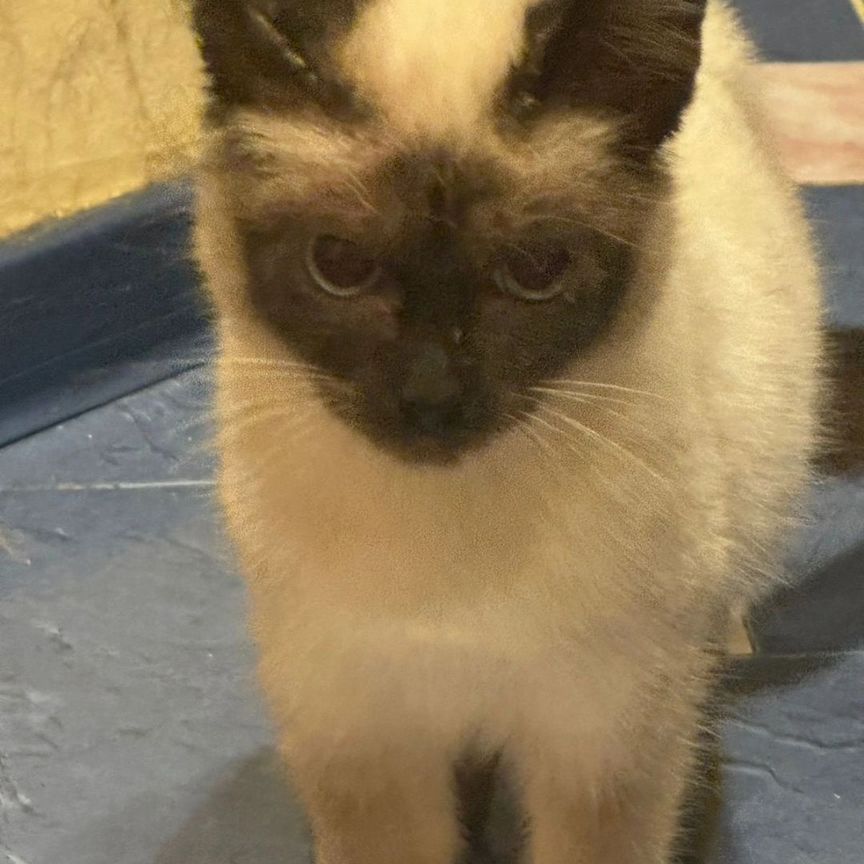 Котенок голубоглазый