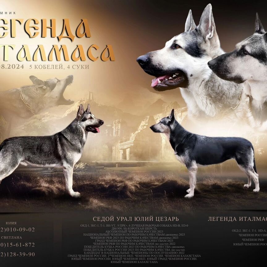 Щенки восточноевропейской овчарки