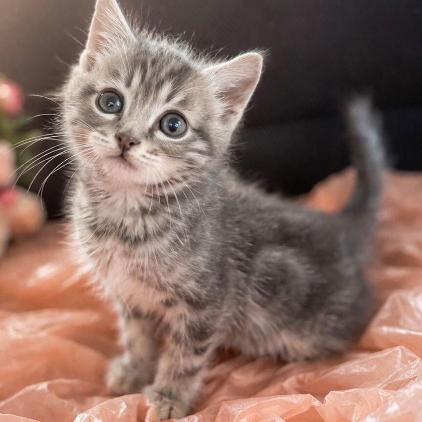 Котёнок в добрые руки