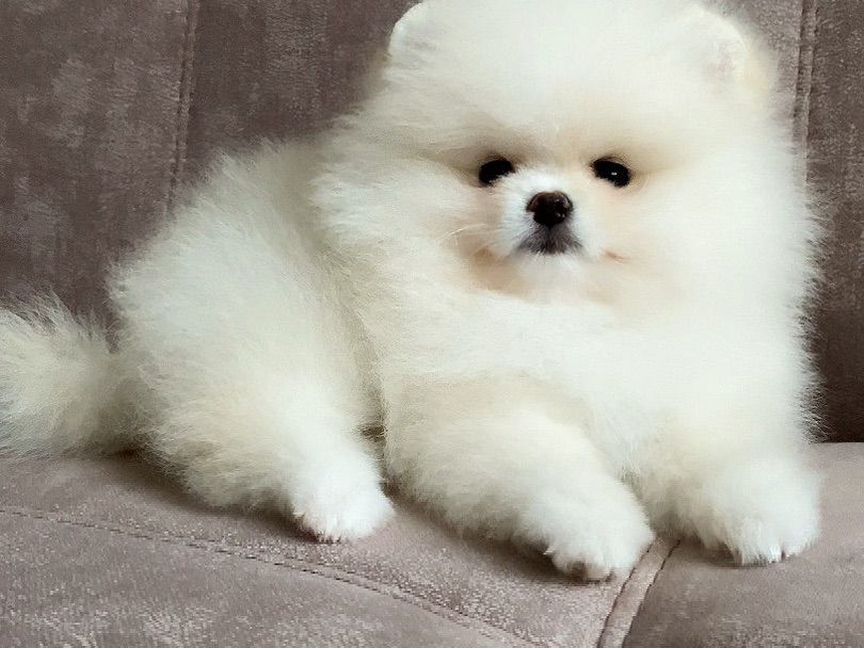 Померанский шпиц девочка