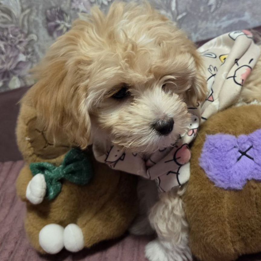 Мальтипу, щенок