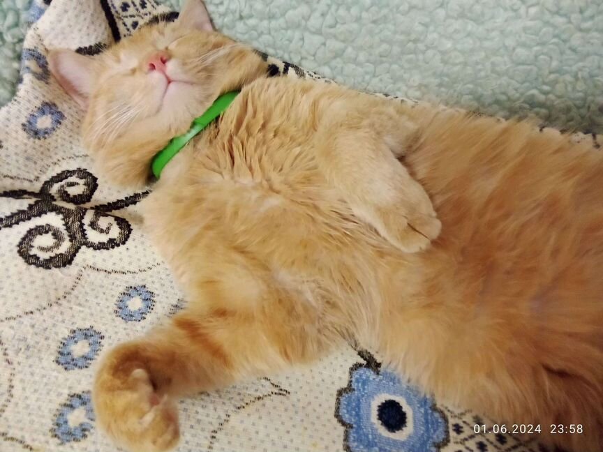 Отдам в добрые руки кота