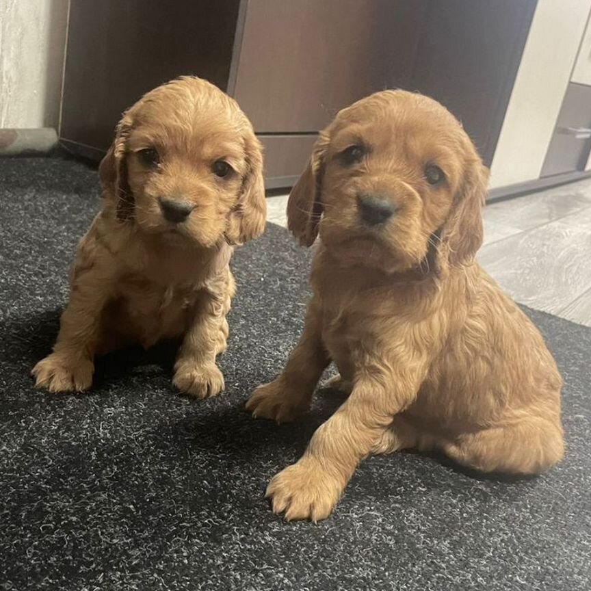 Английский кокер-спаниель, щенок